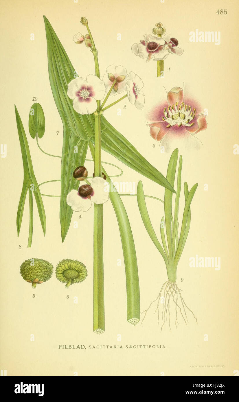 An illustration from 'Billeder af nordens flora,' showcasing the ...