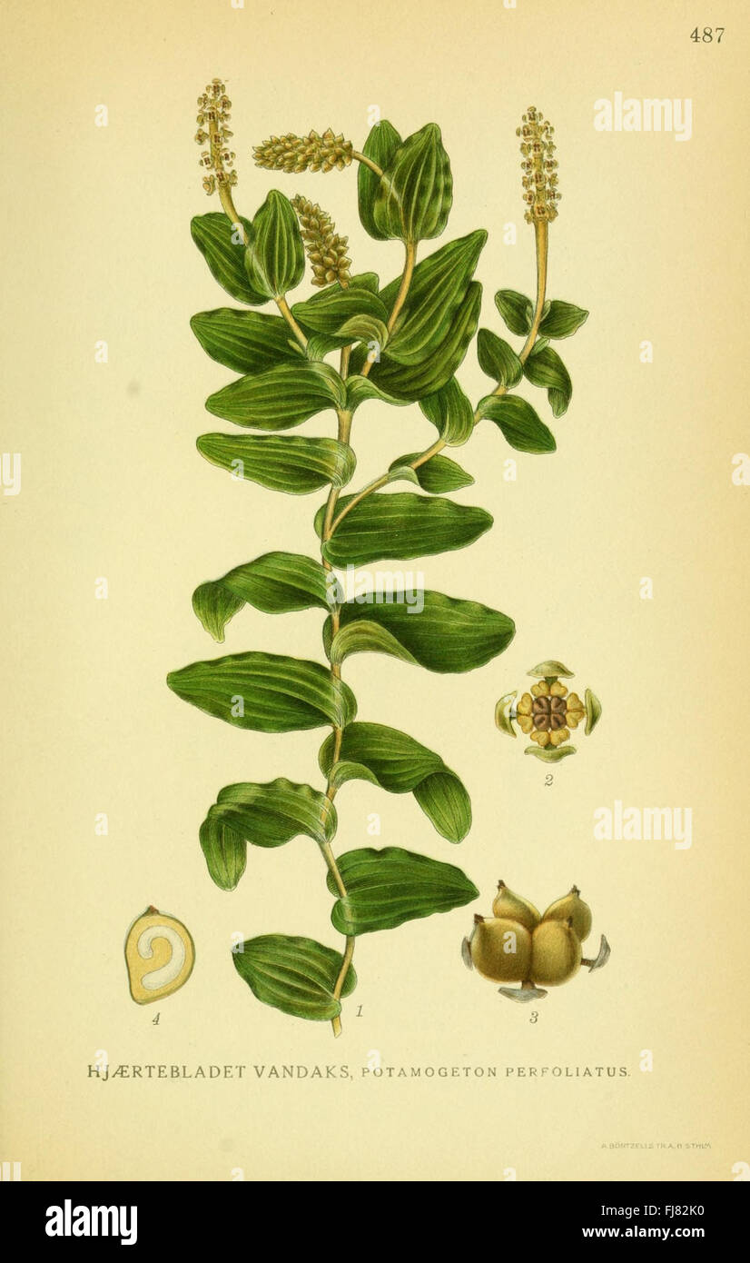 A botanical work focusing on the flora of Scandinavia, with detailed ...