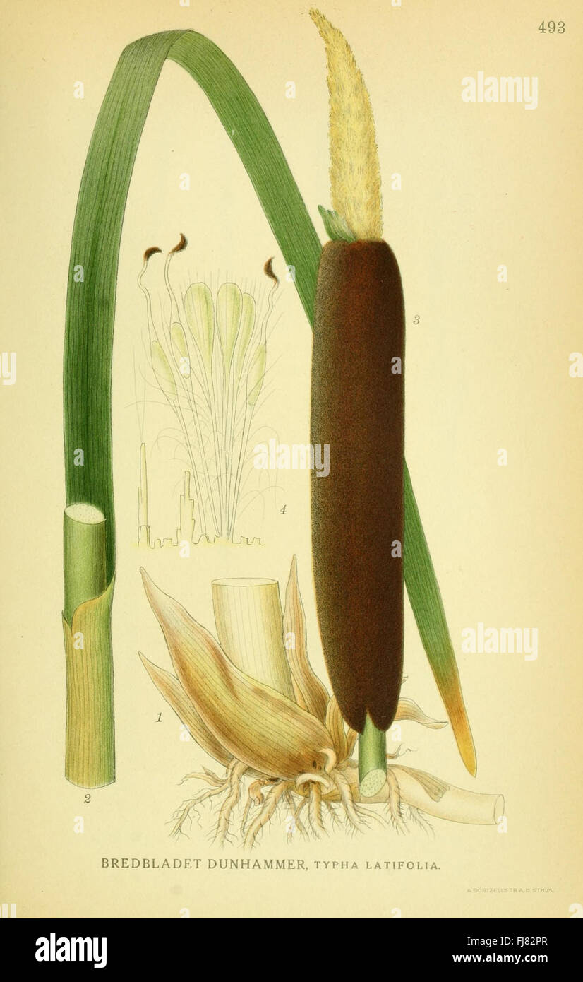 An illustration from a botanical work on the flora of the Nordic ...