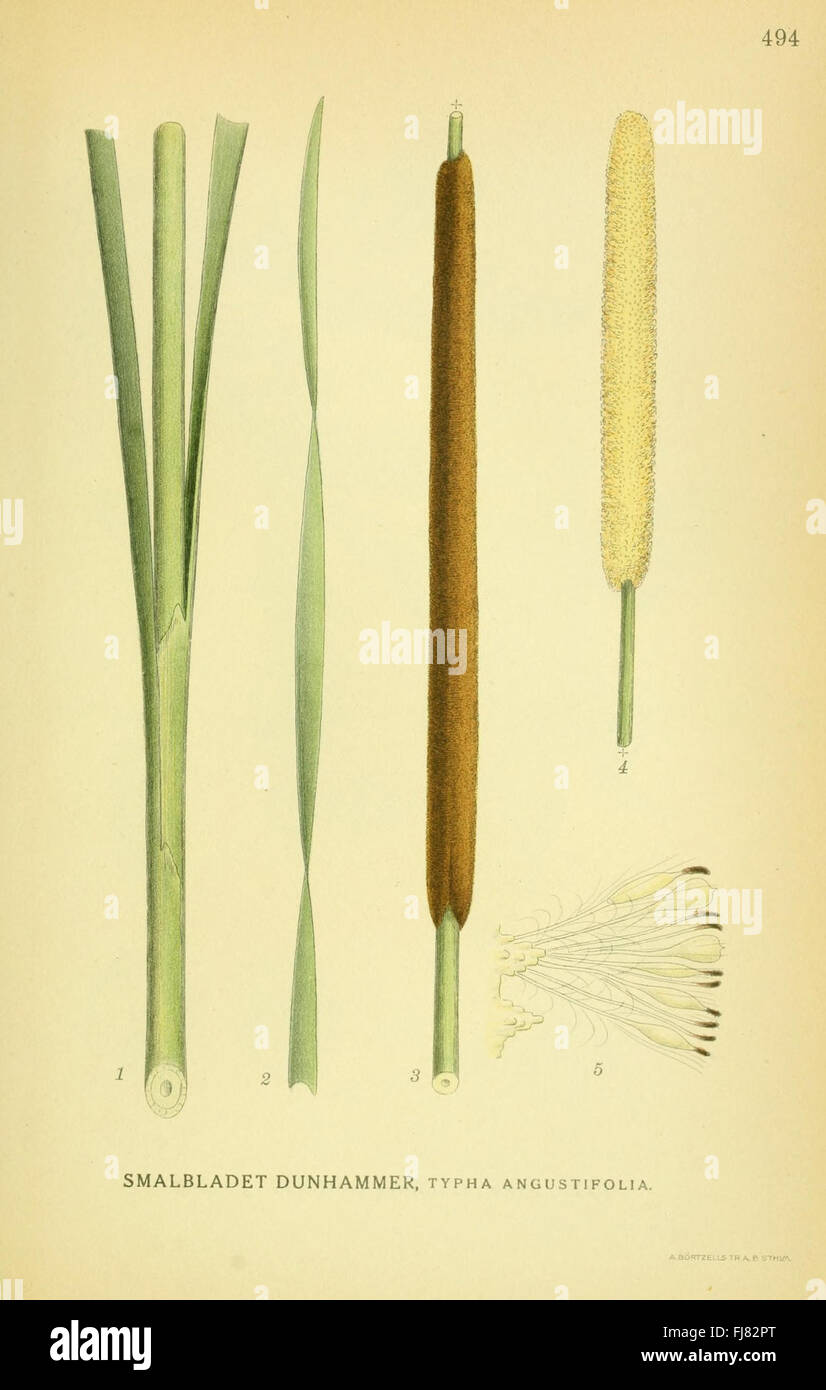 Pictures of Northern Flora, a Scandinavian botanical work illustrating ...