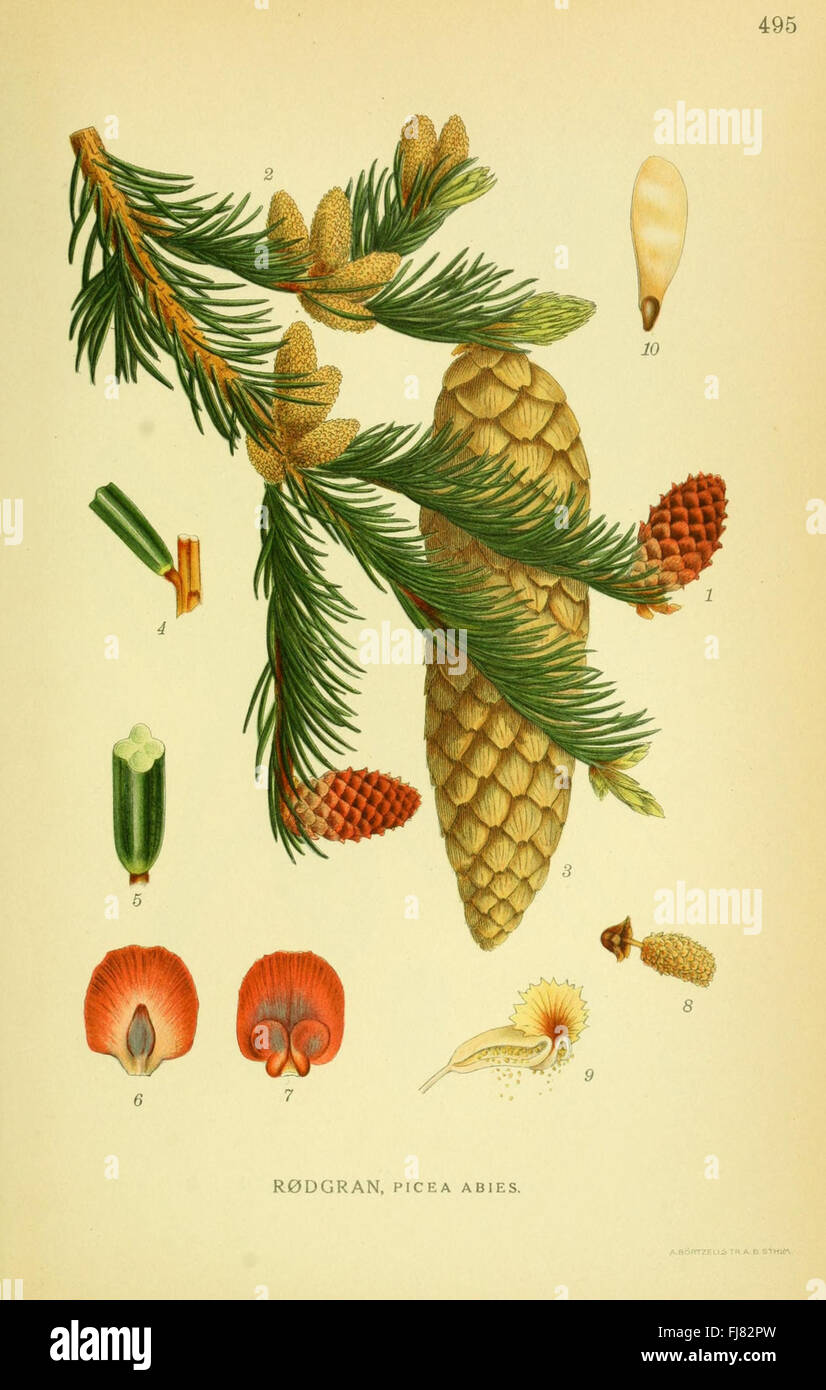 Flora of the Nordic countries, illustrated in detailed botanical works ...