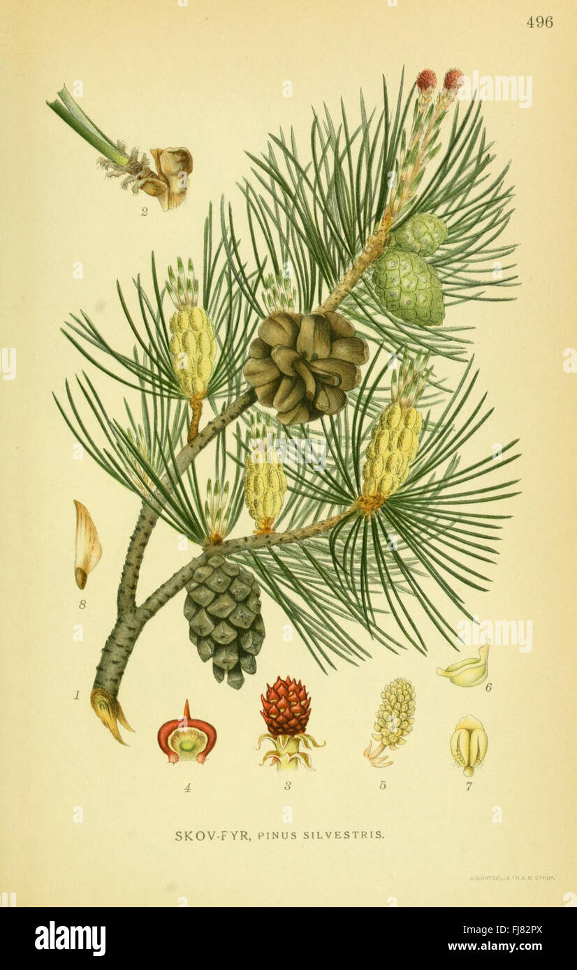 Diversity in floral morphology hi-res stock photography and images - Alamy