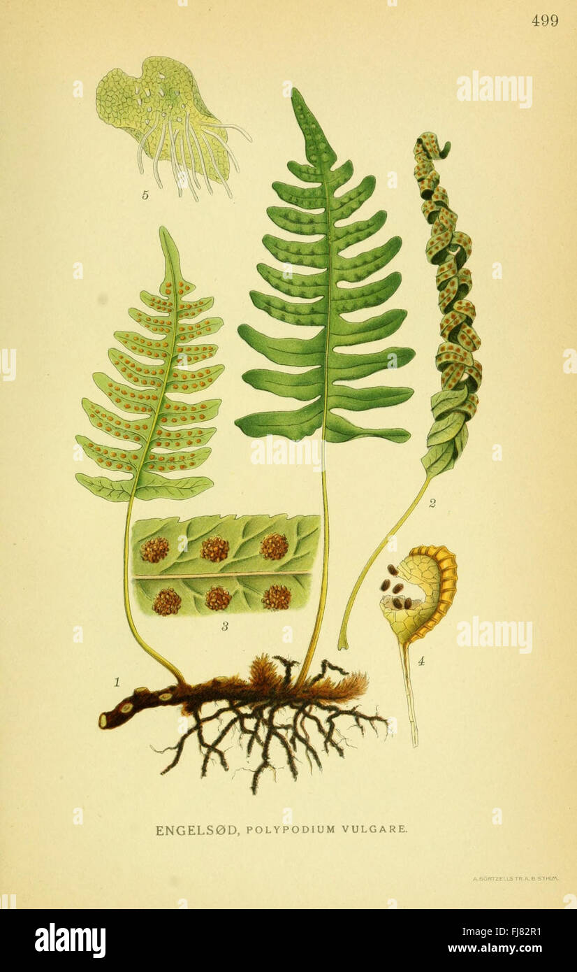 A botanical work illustrating the flora of the Nordic countries ...