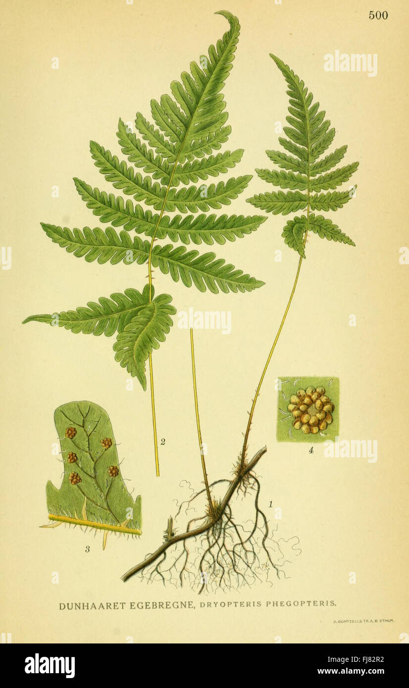 A botanical work showcasing the flora of the Nordic countries, focusing ...