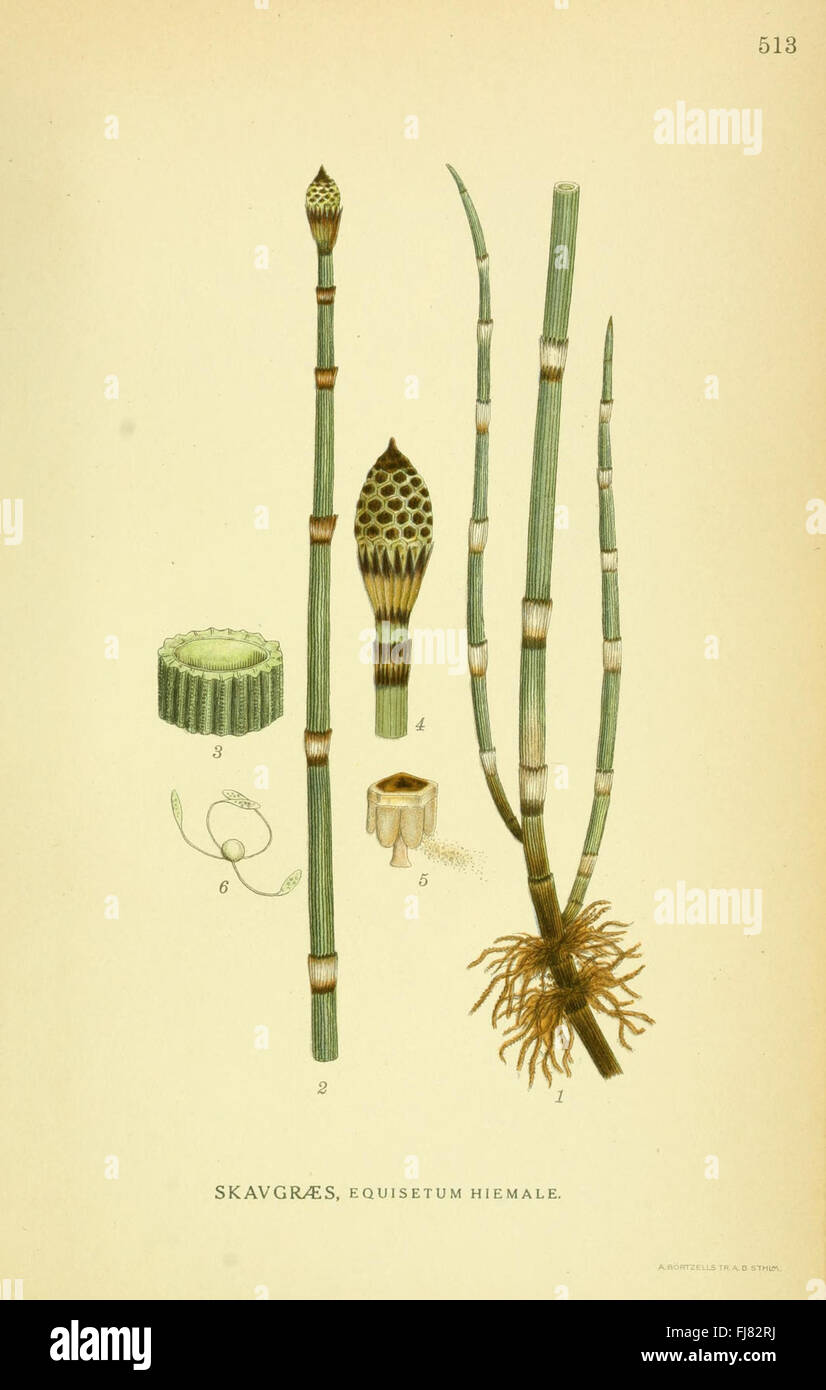 A detailed botanical illustration of northern flora, showcasing the ...