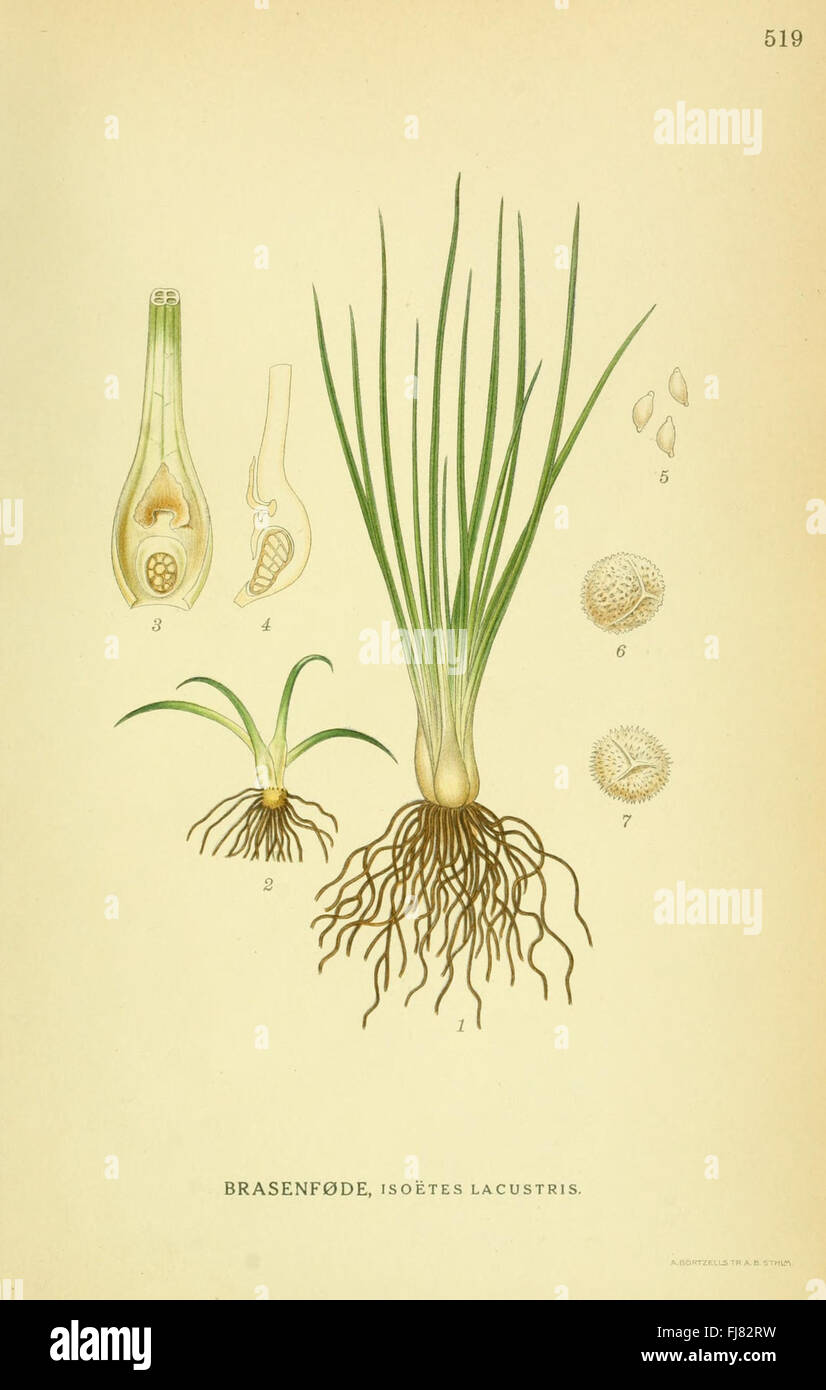 A depiction of the flora of Scandinavia, focusing on plants native to ...
