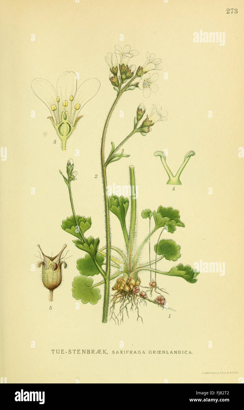 An illustrated work showcasing the flora of Scandinavia, with a focus ...