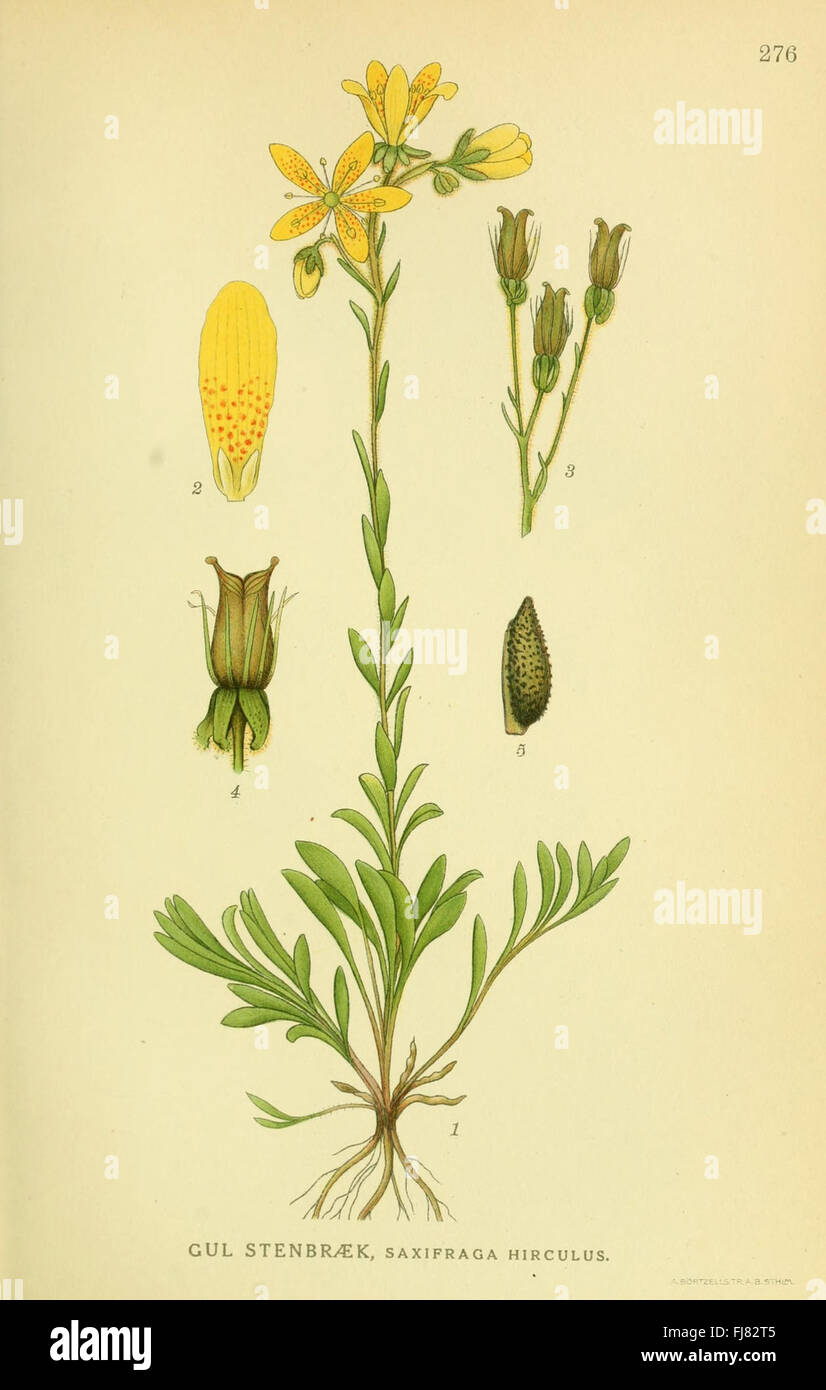 Billeder af Nordens Flora, Plate 276: A botanical illustration ...