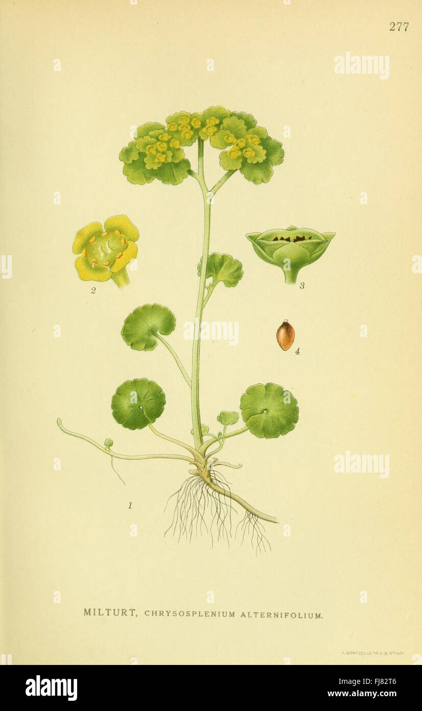 A botanical work from Scandinavia, showcasing the diverse plant species ...