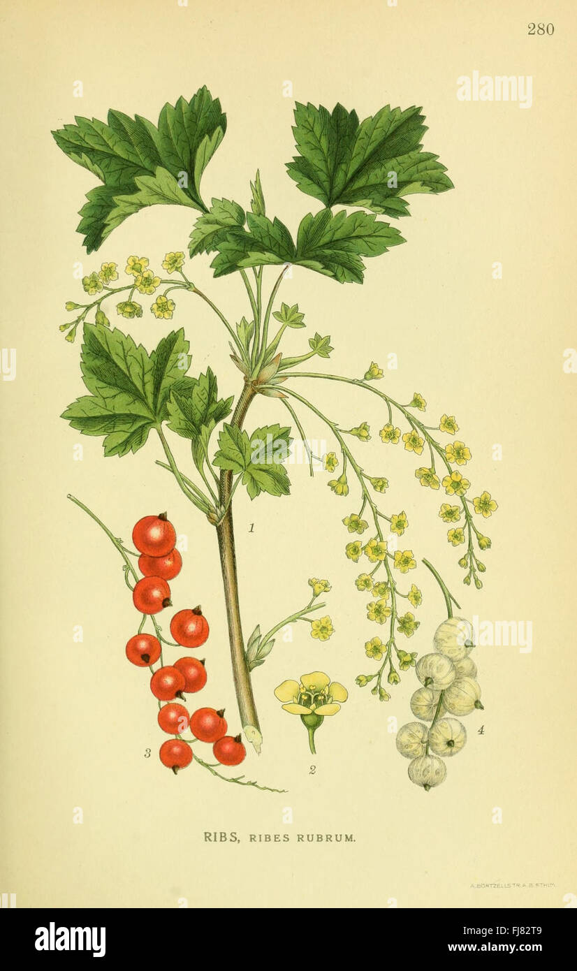 Billeder af Nordens Flora (Plate 280) - A pictorial work on ...