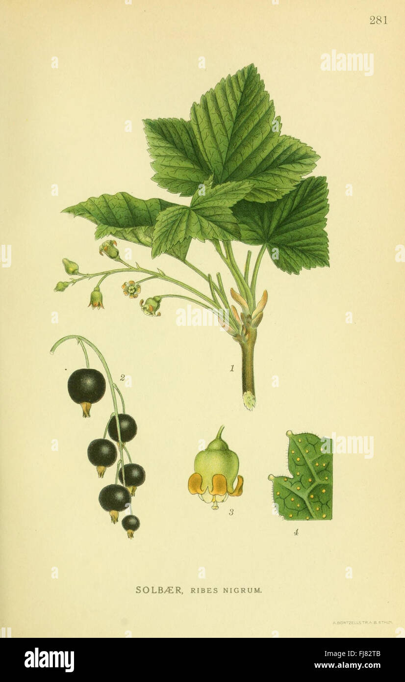 An illustration of Nordic flora, showcasing plant species native to ...