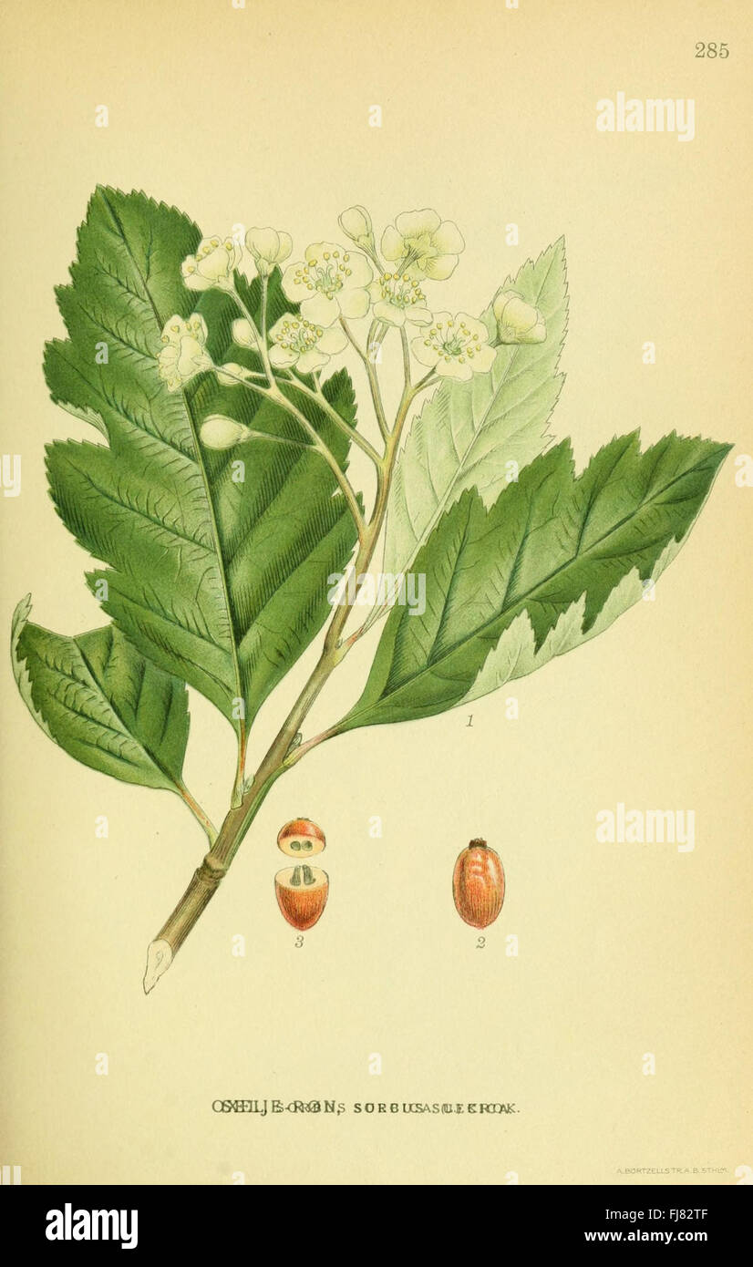 An illustration from 'Billeder af nordens flora,' showcasing plant ...