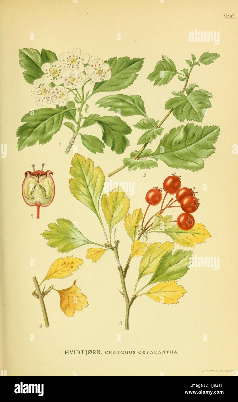 Illustration from ‘Billeder af nordens flora’ showcasing plants from ...