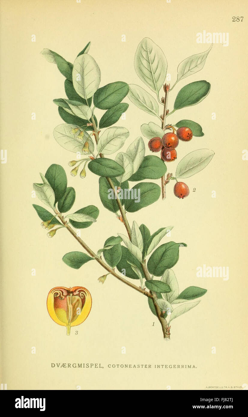 Billeder af nordens flora (Plate 287) - A botanical work illustrating ...