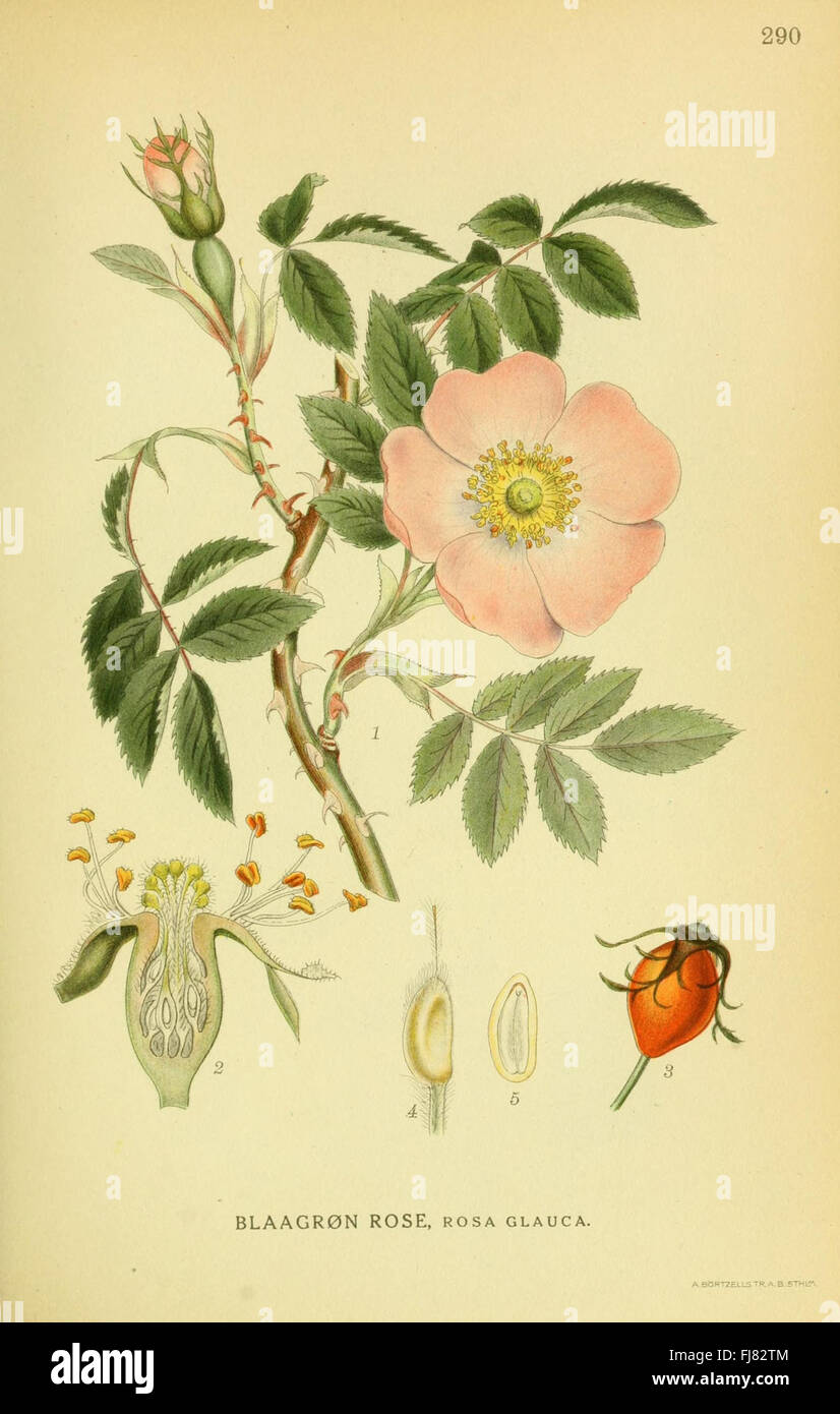 Images of Northern Flora is a collection of botanical illustrations ...