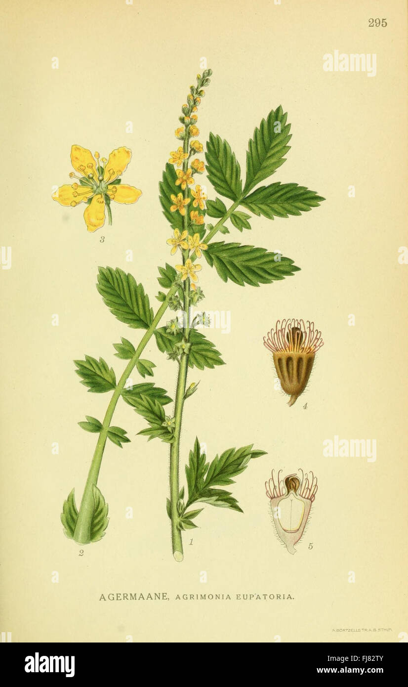 Illustrations of Northern European flora, particularly focusing on ...