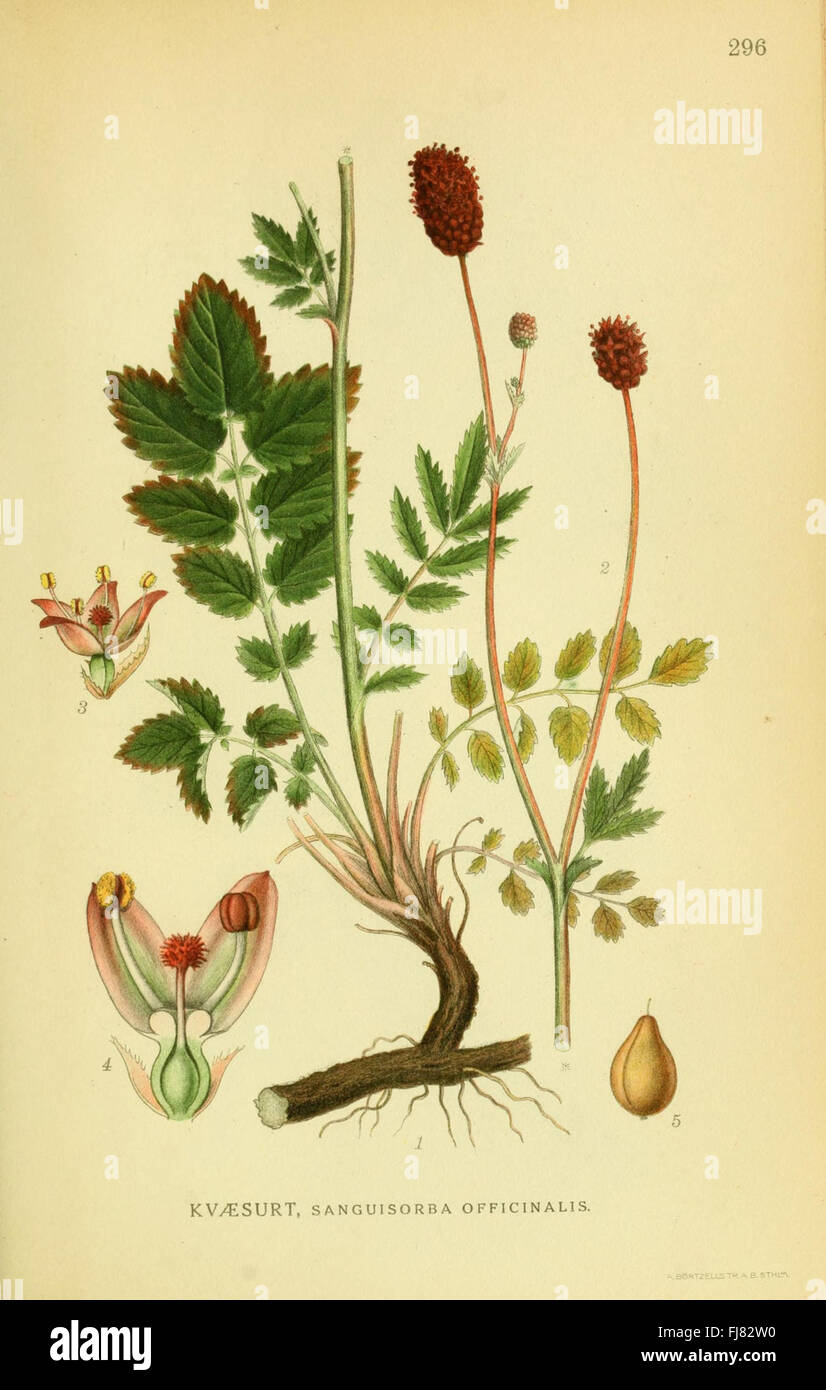 A detailed botanical illustration from 'Billeder af Nordens Flora ...