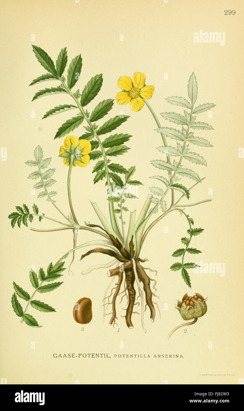 A botanical illustration from 'Billeder af nordens flora,' showcasing ...