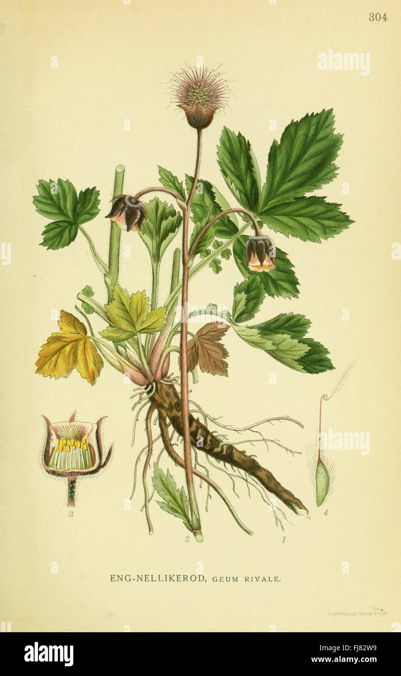 Botanical illustration from 'Billeder af Nordens Flora' depicting ...