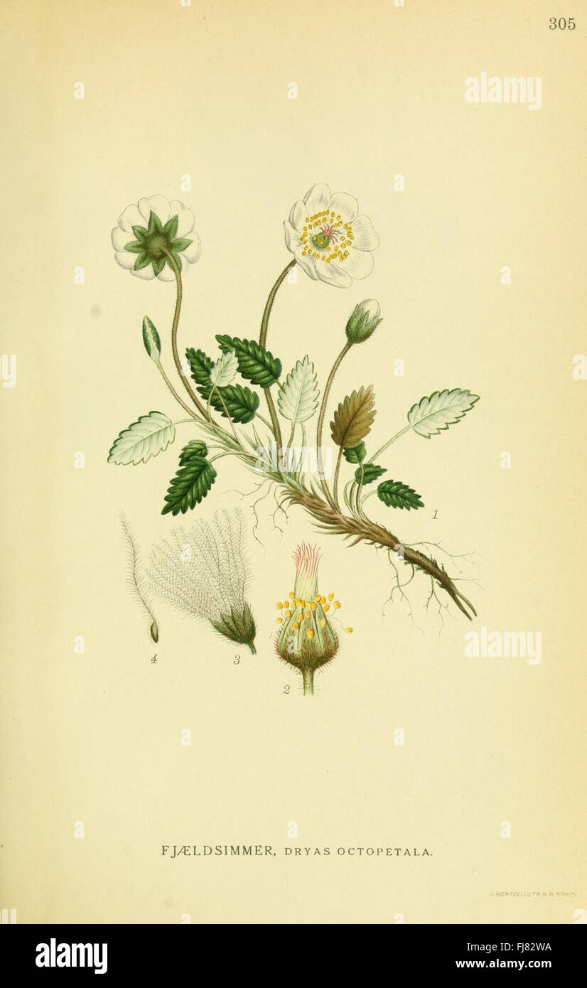 A botanical illustration showcasing the flora of the Nordic countries ...