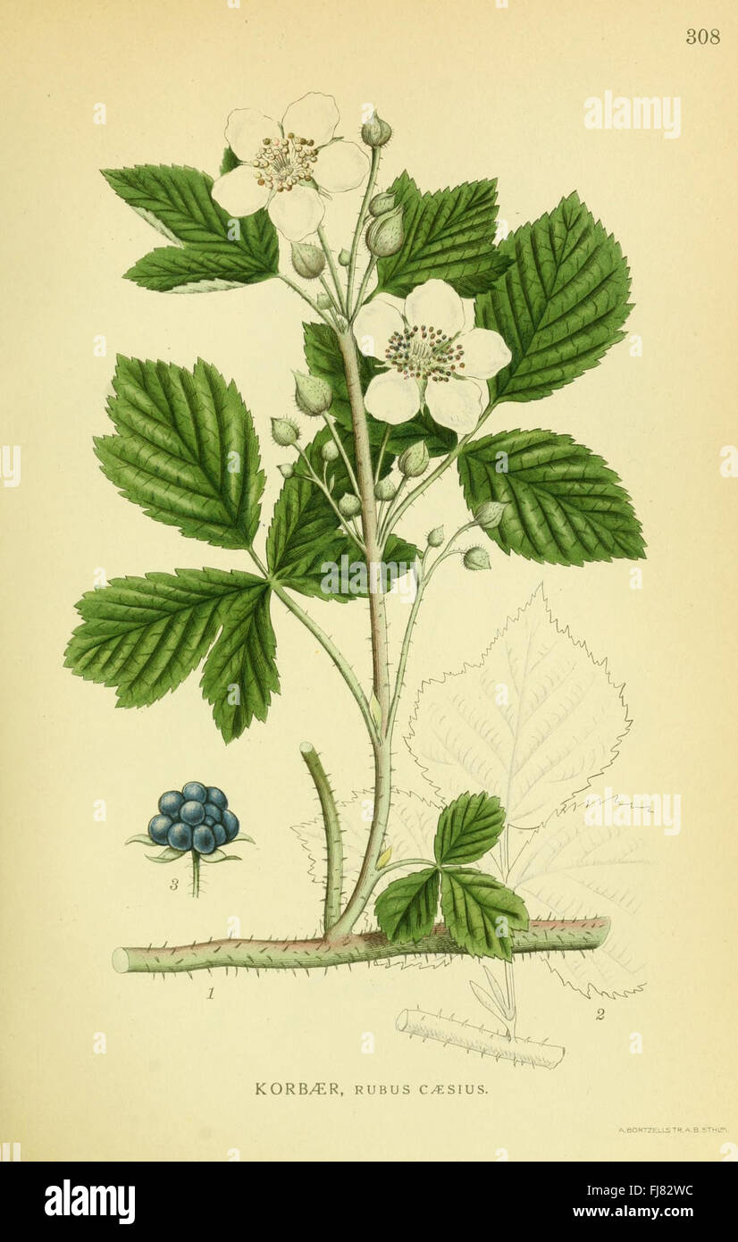 Botany, Nordic flora, plants, Scandinavia, Finnish plants, plant ...