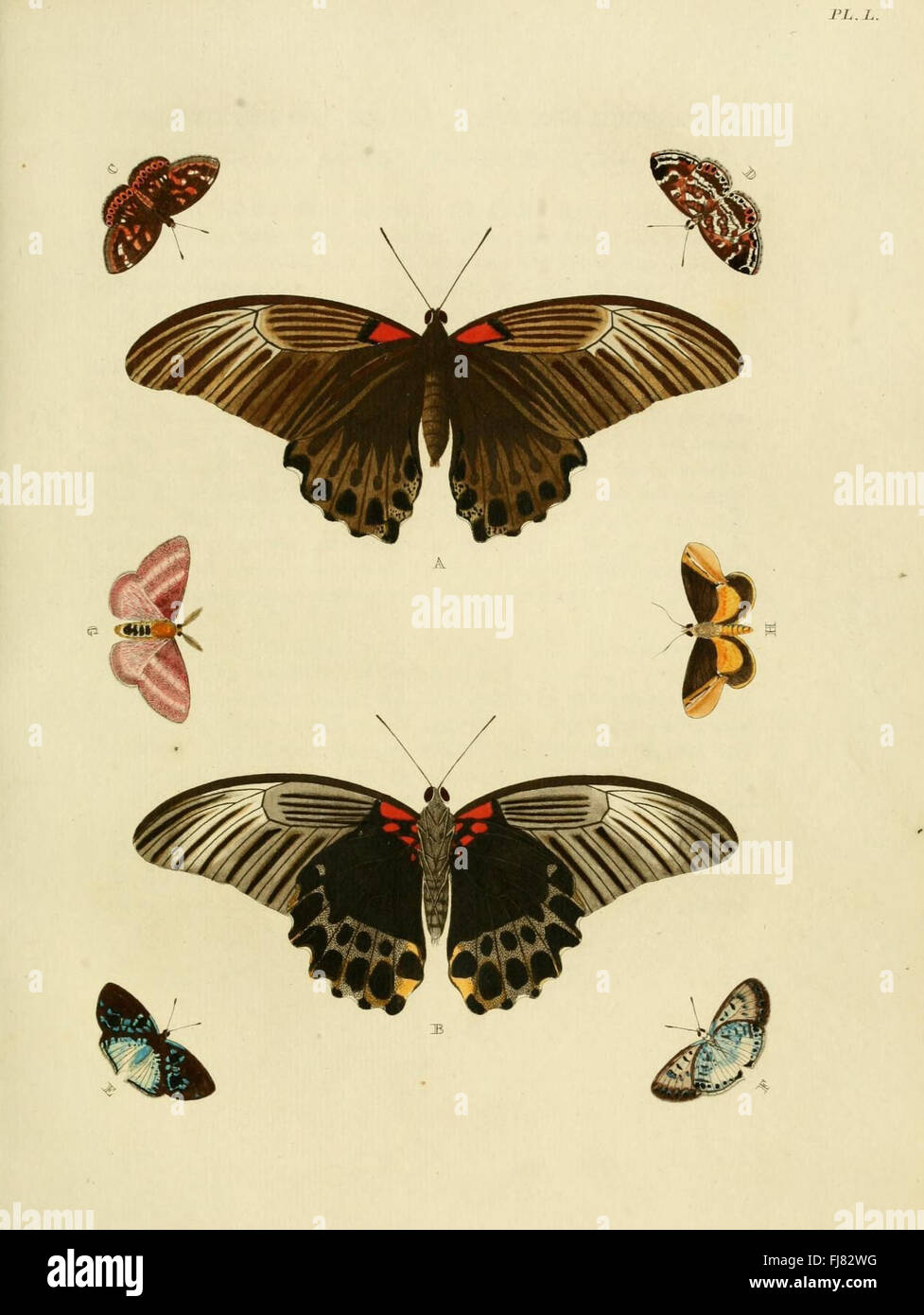 A catalog of foreign butterflies from Suriname, detailing various ...