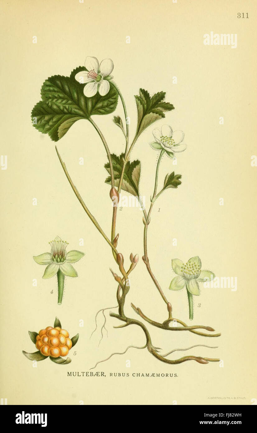 A collection of illustrations showcasing the flora of the Nordic region ...