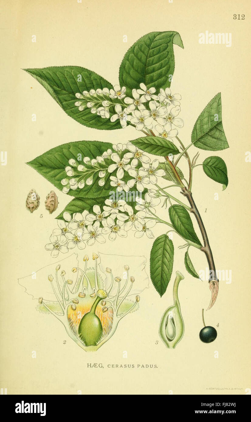 A comprehensive botanical work depicting the flora of Scandinavia ...