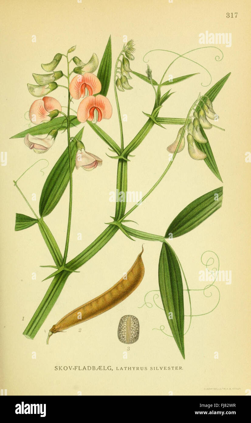 Illustration from 'Billeder af Nordens Flora' depicting plant species ...