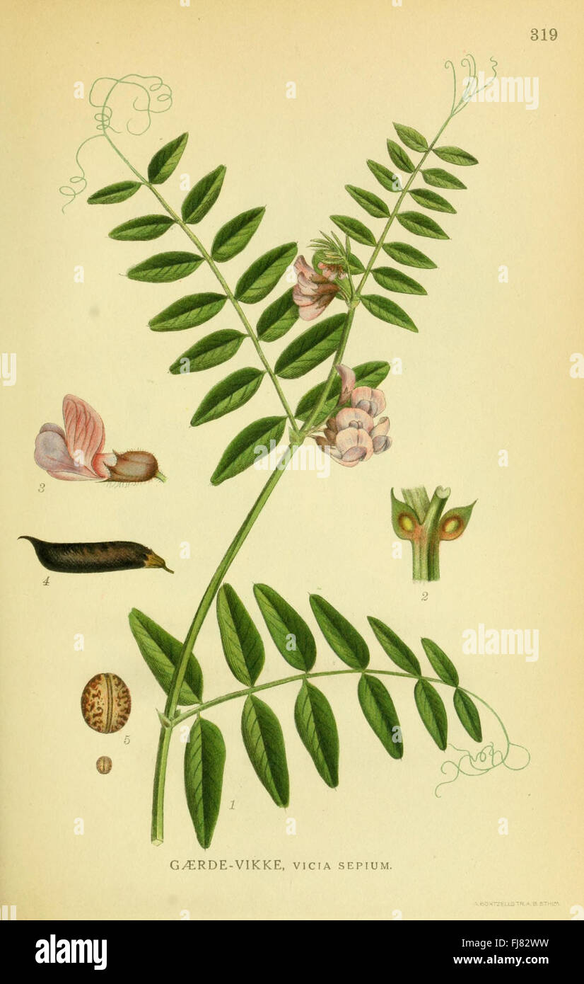 An illustrated work showcasing the flora of Scandinavia, highlighting ...