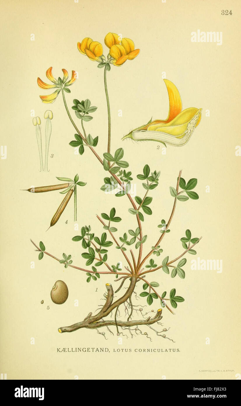 An illustration of the flora of Scandinavia, showcasing plant species ...