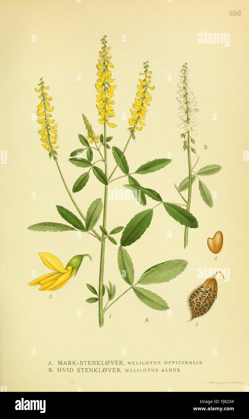 A botanical illustration from 'Billeder af nordens flora,' showcasing ...