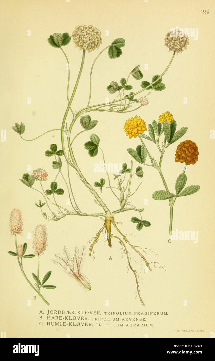 A botanical illustration of northern European plants, showcasing the ...