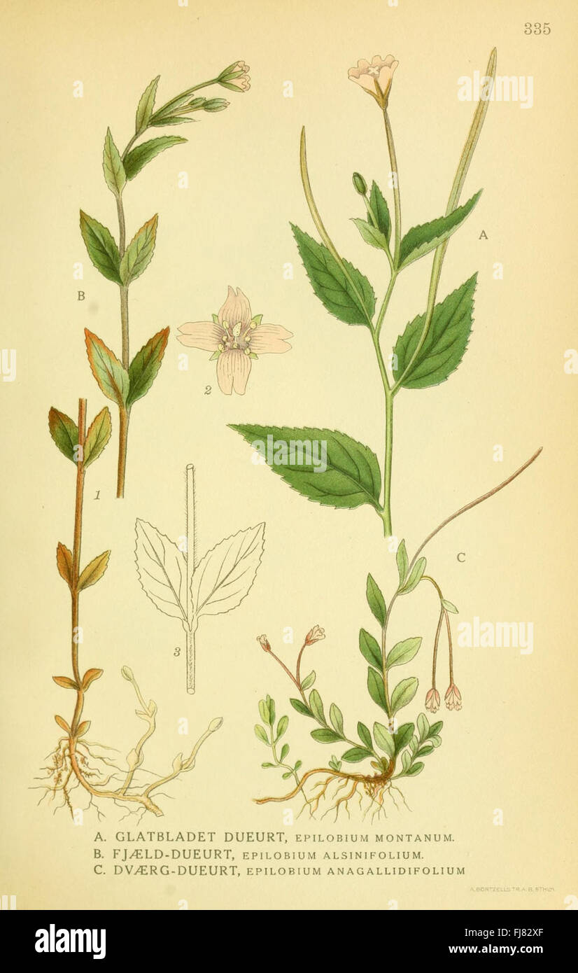 Illustrated botanical work depicting the flora of Scandinavia, with a ...