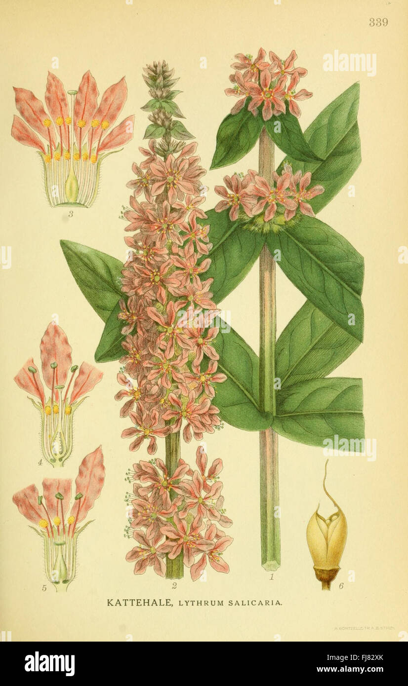 Illustrated botanical reference on the flora of Scandinavia, depicting ...