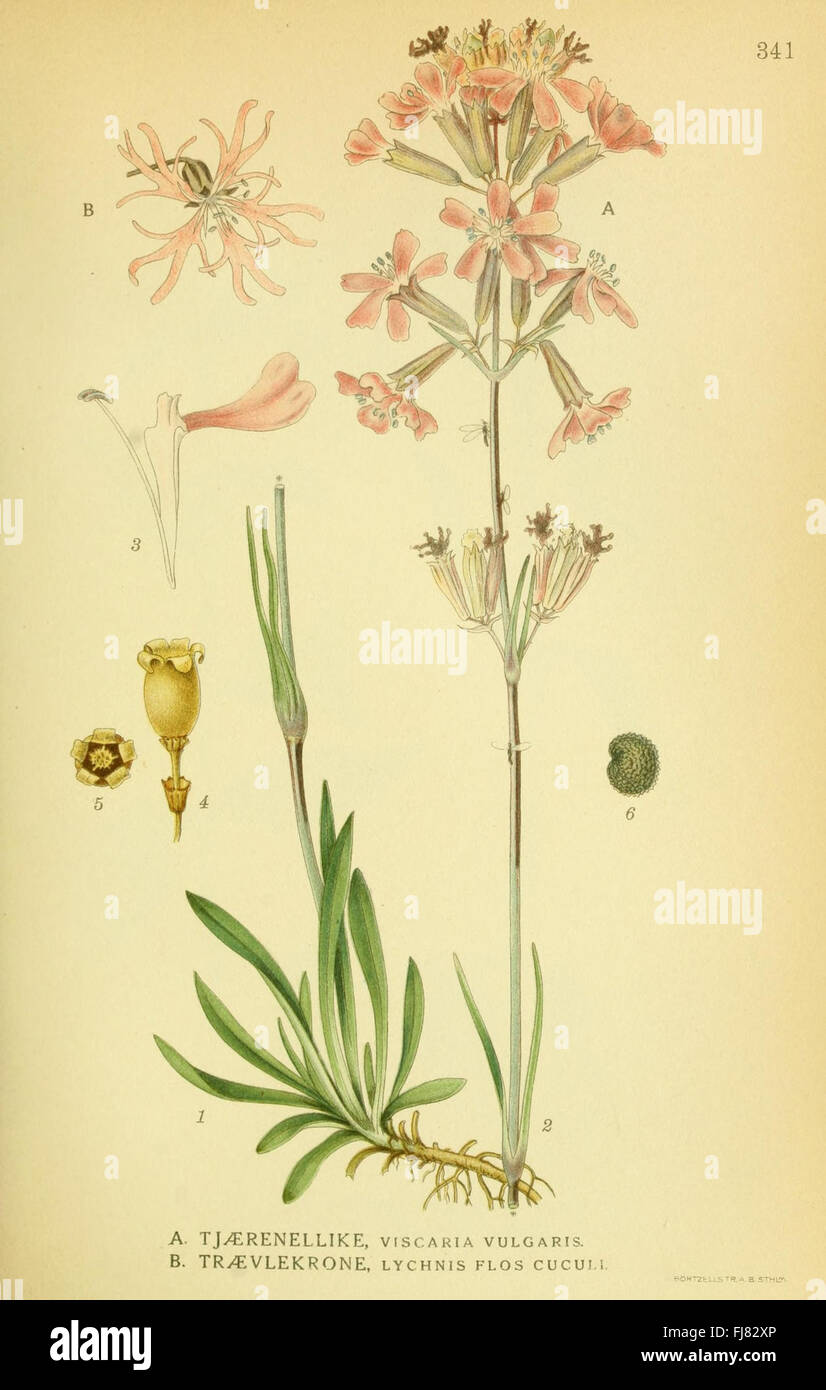 A botanical work illustrating plant species from Scandinavia ...