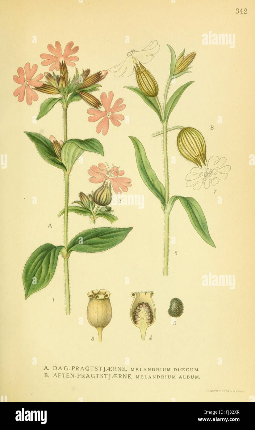 An illustration of northern European flora, highlighting plant species ...