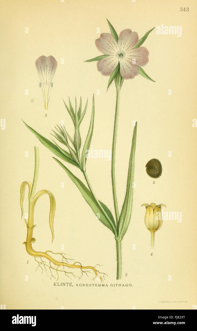 Billeder af nordens flora (Plate 343): A botanical work illustrating ...