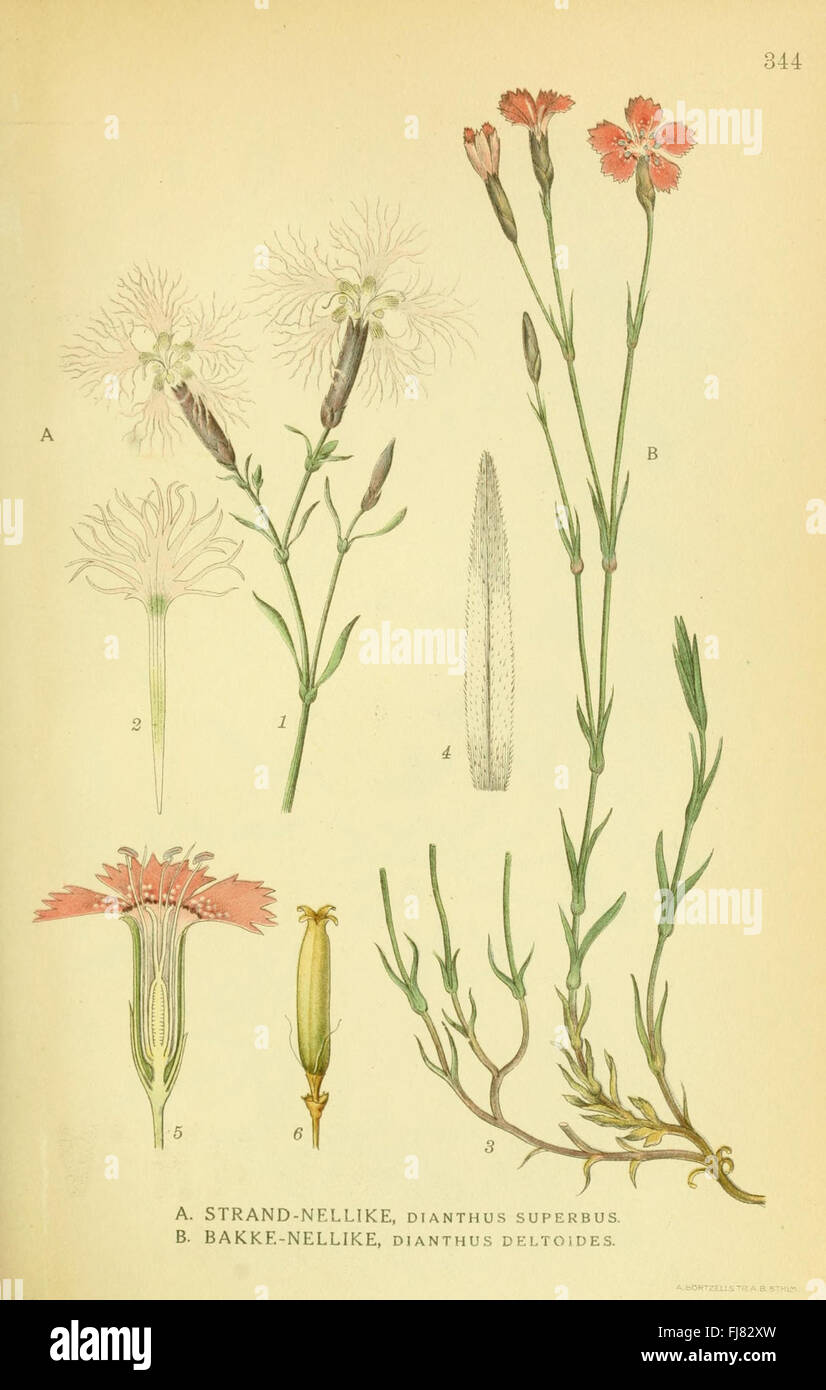 Illustrated botanical reference on the flora of Scandinavia ...