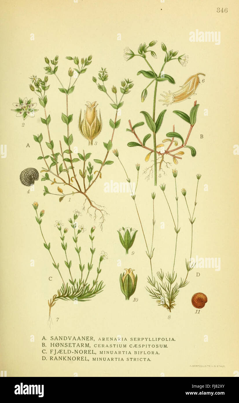 Billeder af Nordens Flora (Plate 346), an illustrated botanical work ...