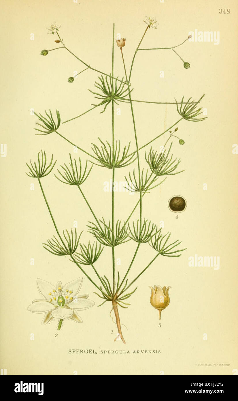 Images of the Flora of the Nordic Countries: A Pictorial Study of ...