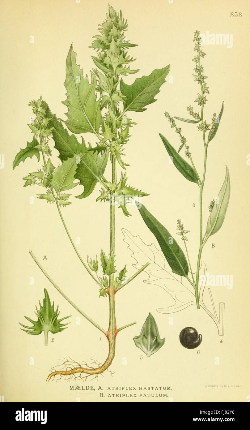 An illustration from the flora of Northern Europe, showcasing plant ...