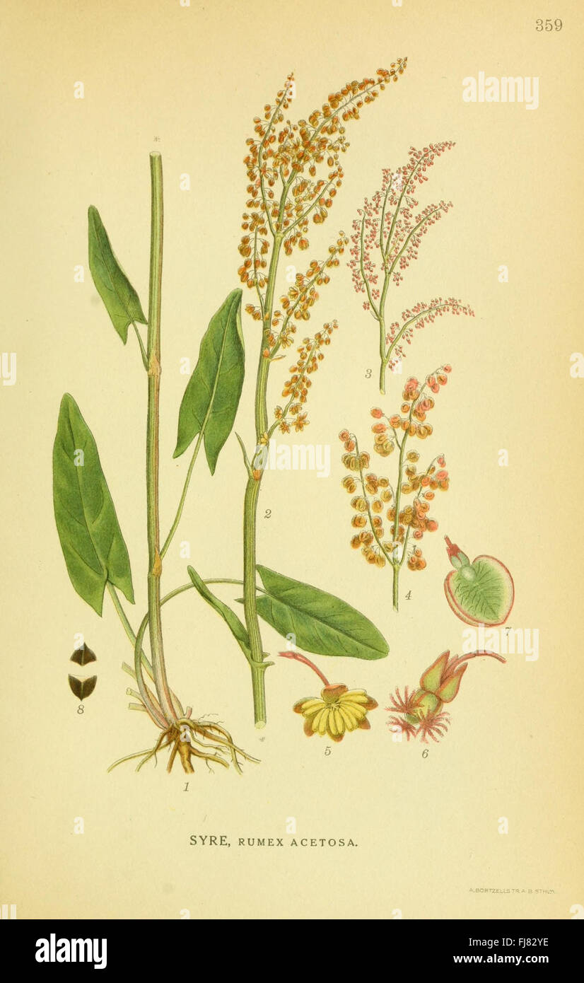 Billeder af Nordens Flora (Plate 359), illustrating Scandinavian plants ...