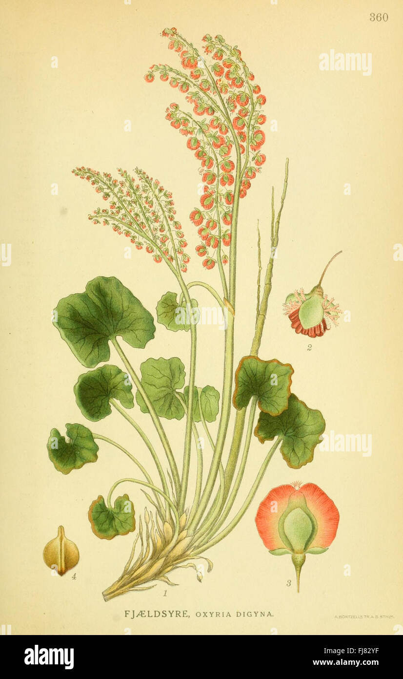 Billeder af Nordens Flora (Plate 360), Finland, Mertz Library, The New ...