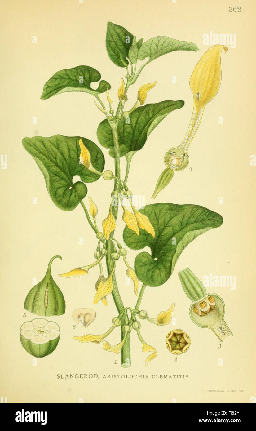 Billeder af Nordens Flora: A Pictorial Guide to Scandinavian Plants ...