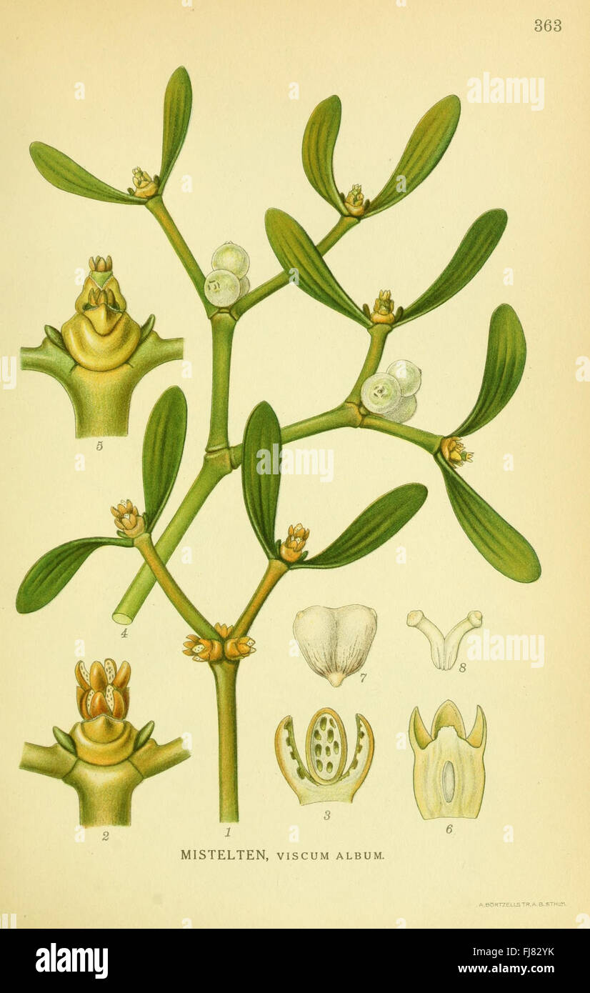 An illustration from 'Billeder af Nordens Flora' depicting plant ...
