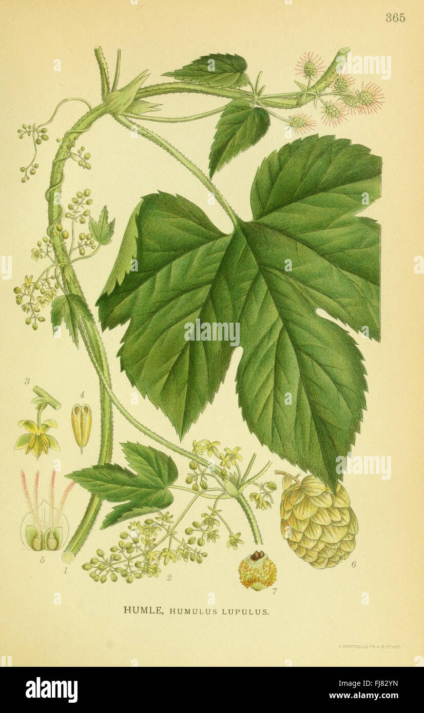 An illustration from a botanical work showcasing the diverse flora of ...