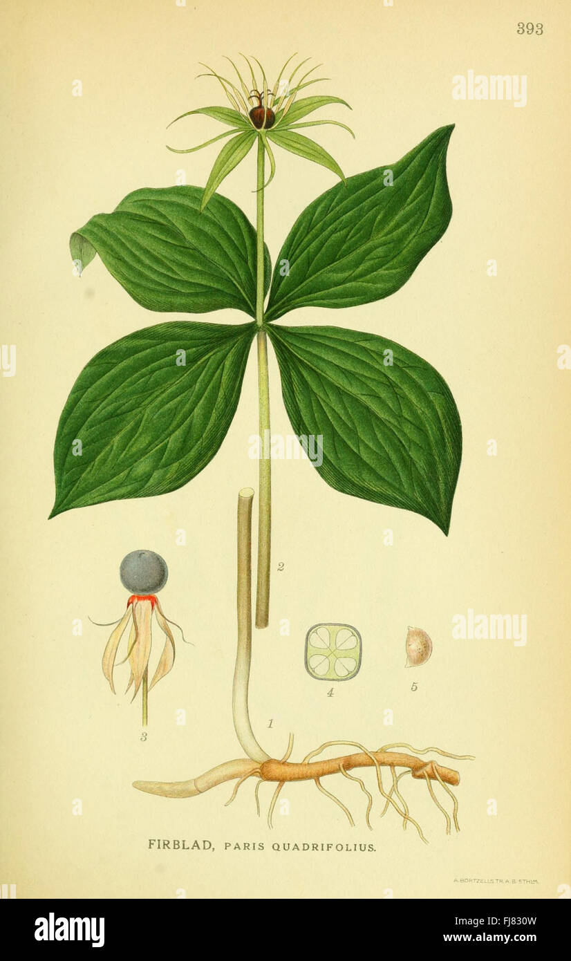 Imprimis hi-res stock photography and images - Alamy