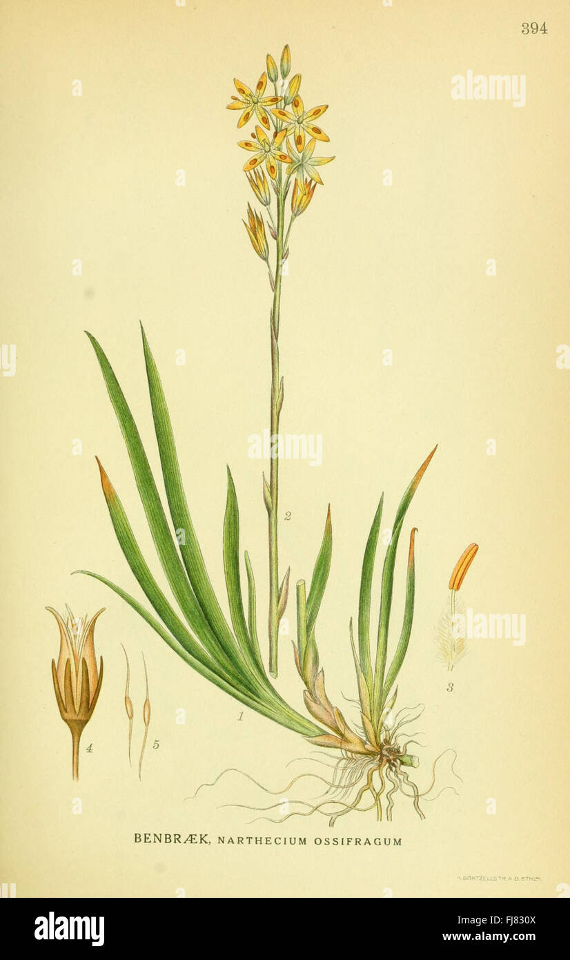 An illustrated guide to the flora of Scandinavia, focusing on native ...