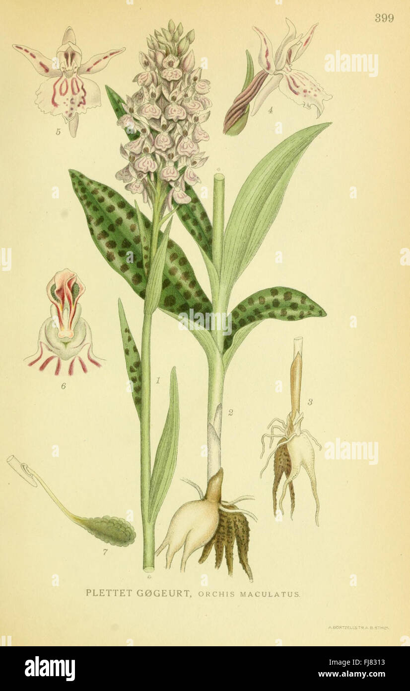 A botanical collection of the flora of northern Europe, showcasing ...